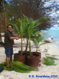 Coconut palms of Tetiaroa: Première plantation du conservatoire ...