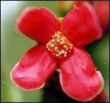 StoP DeForesTatioN iN TonGa.: Tonga's National Flowering Plant- HEILALA.