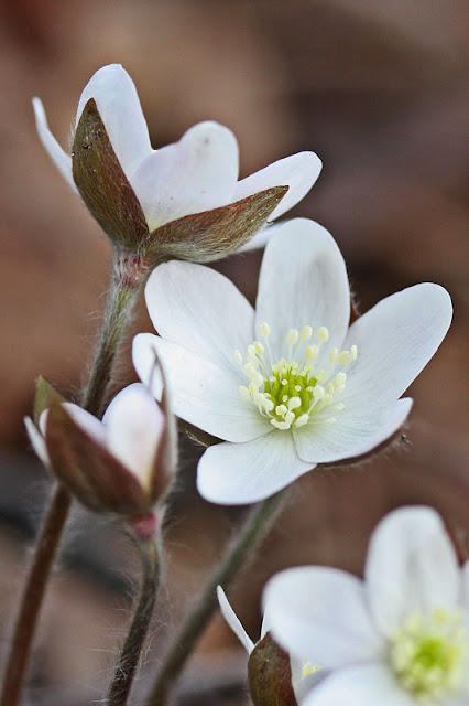 East Gwillimbury CameraGirl: White Hepatica/ Today's Flowers