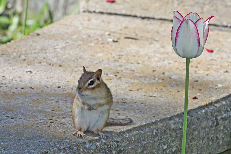 East Gwillimbury CameraGirl: Diva Chipmunk/ SOOC