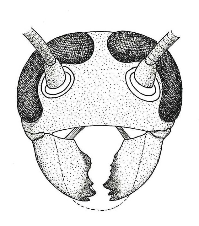 分享: Cockroach Amazing Fact