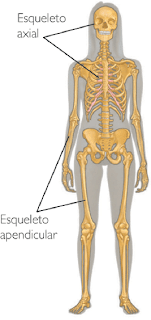 Radiologia Pardini: Osteologia - Tipos de esqueleto