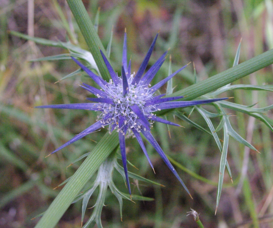 toward sustainability with three kids......: December 2010