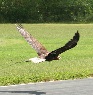 World Bird Sanctuary: Bald Eagle Training