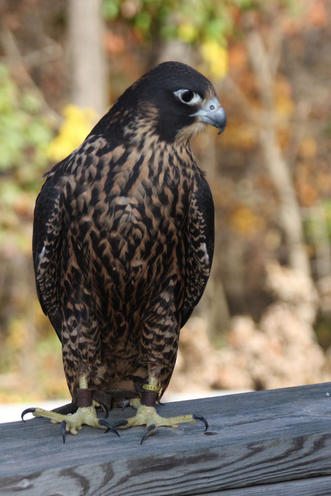 World Bird Sanctuary: International Migratory Bird Day