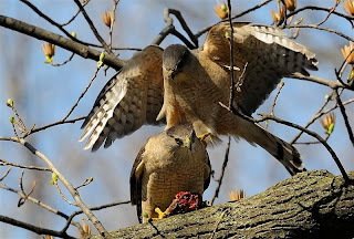World Bird Sanctuary: Coopers Hawk Mating Ritual