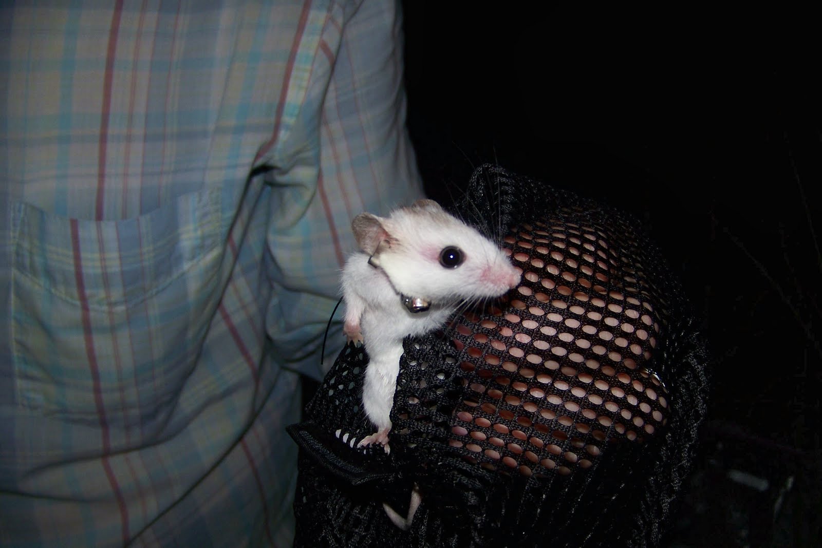 World Bird Sanctuary: Beach Mice