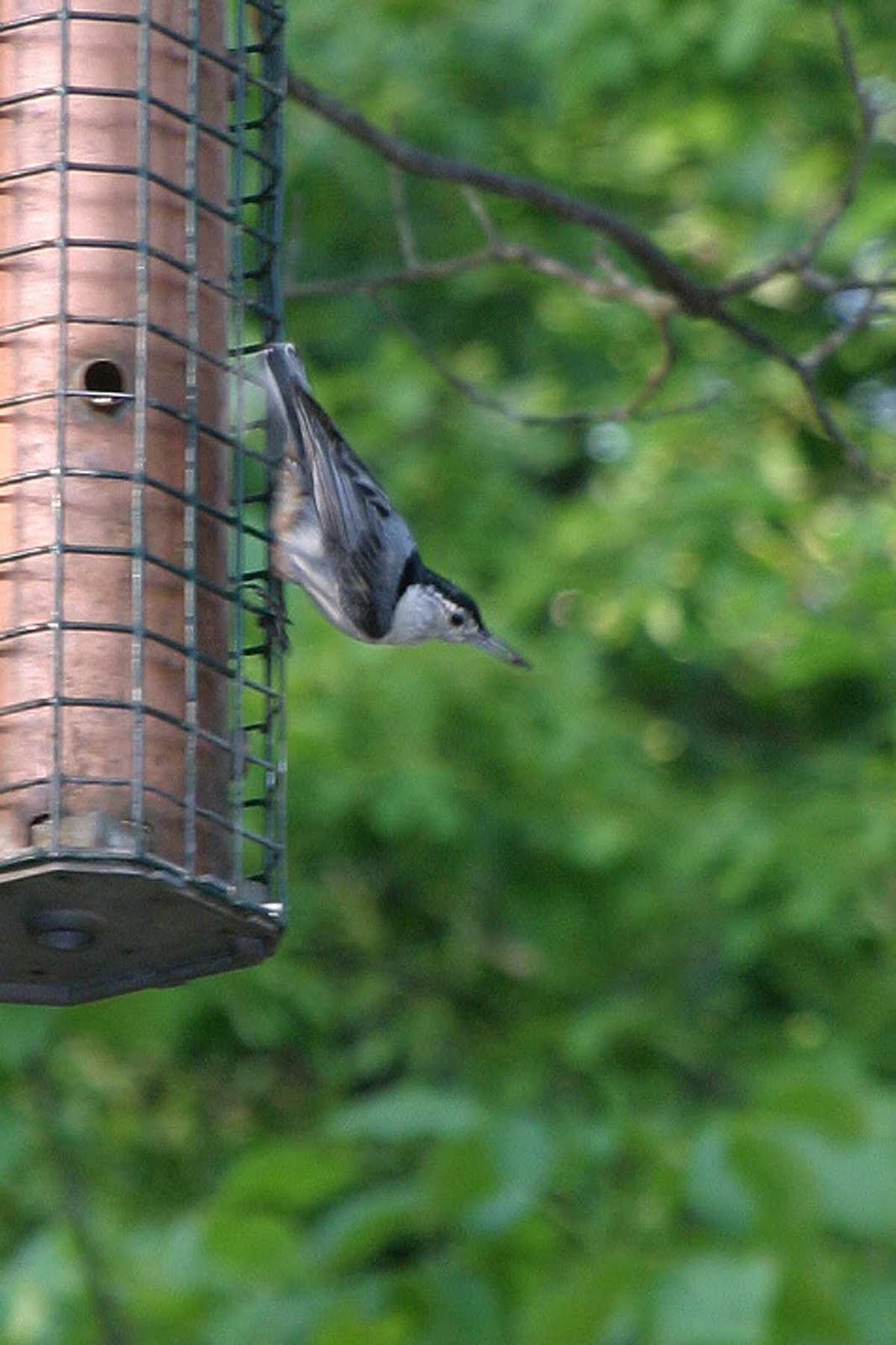 World Bird Sanctuary: Backyard Exterminators
