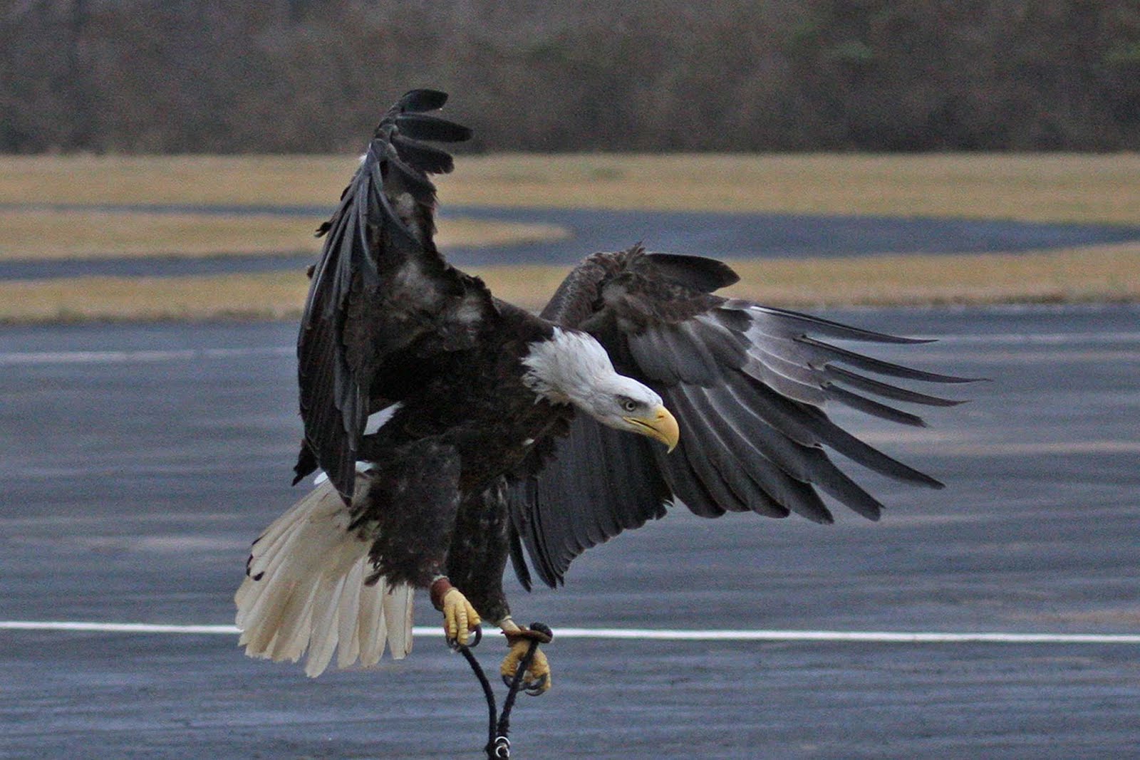 World Bird Sanctuary: Feathers