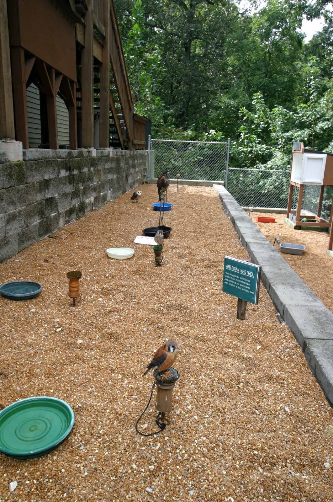 World Bird Sanctuary: Exercising The Birds