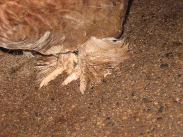 World Bird Sanctuary: The Rookie Files: Black, Brown & Yellow