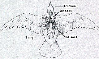 World Bird Sanctuary: The Avian Respiratory System