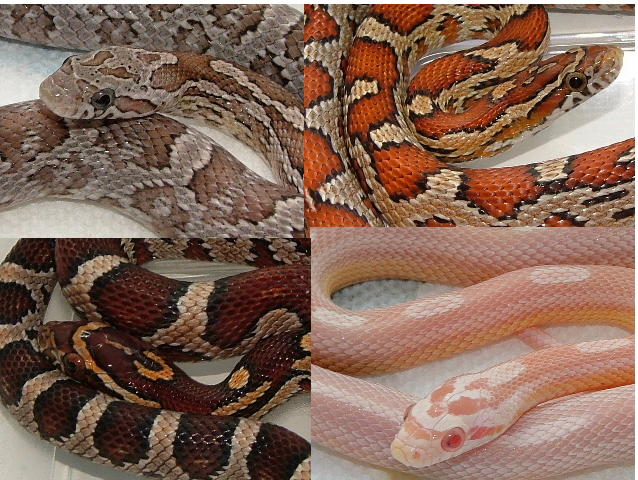 Zach,Brian,Abby,Dijon,Hannah: Artificial Selection In Corn Snakes