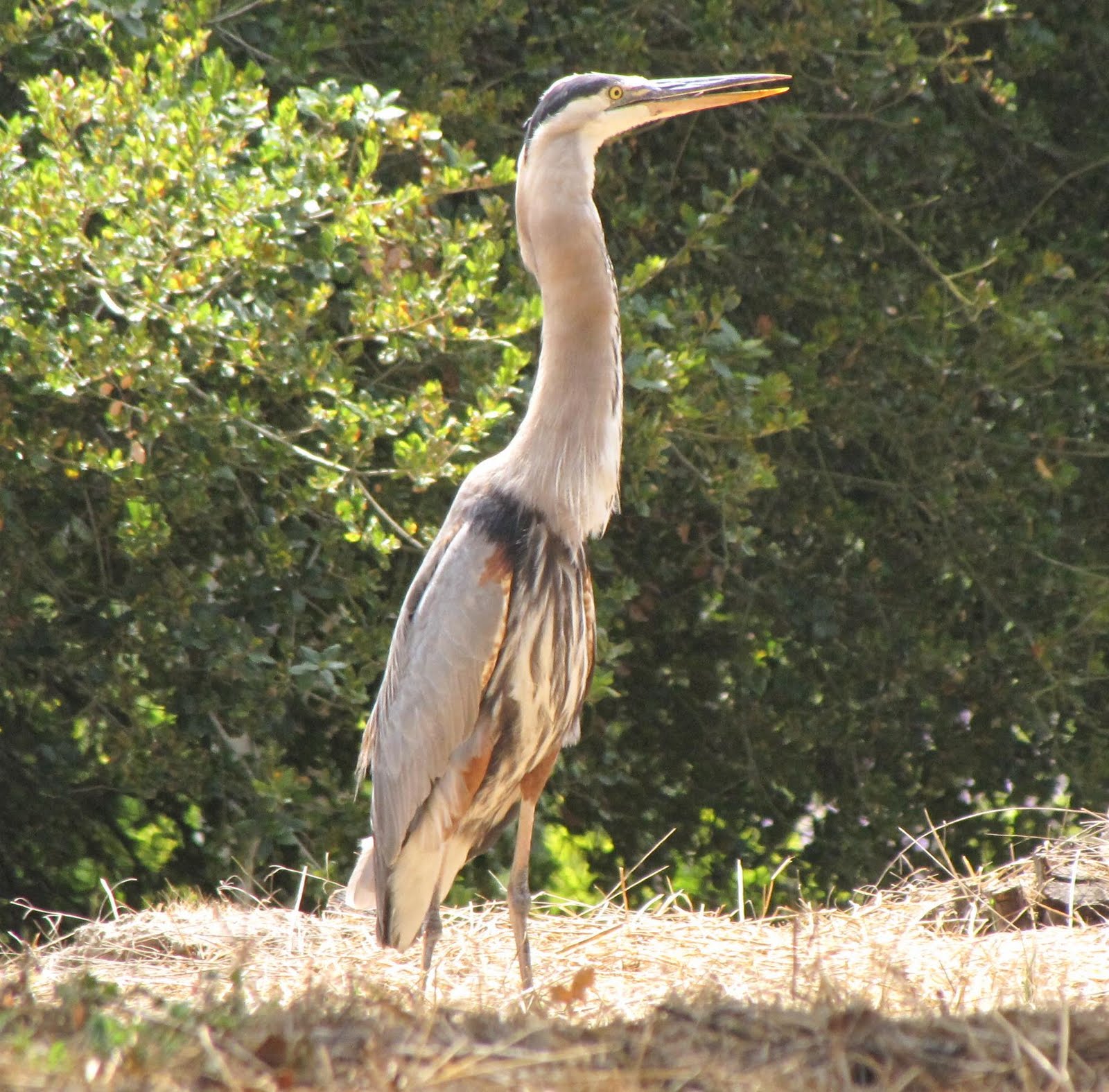 sbretired santa barbara: birds, other