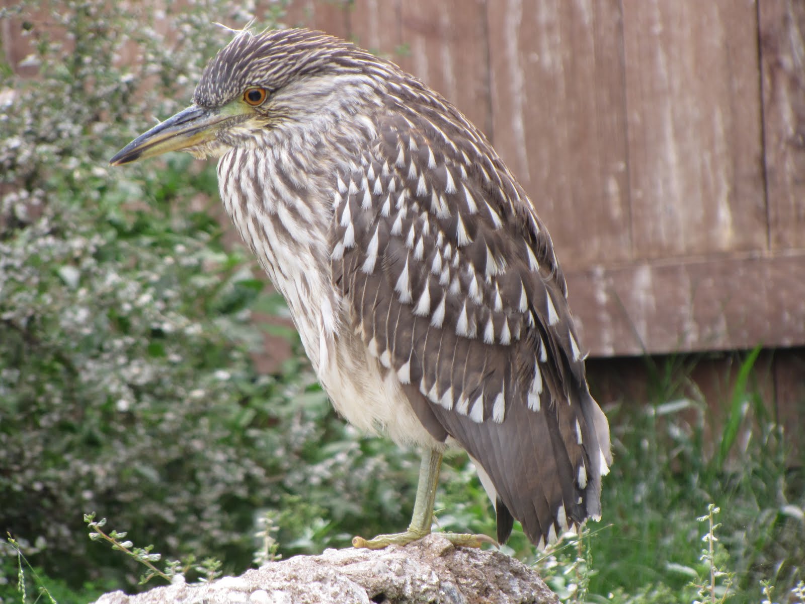 sbretired santa barbara: birds, other