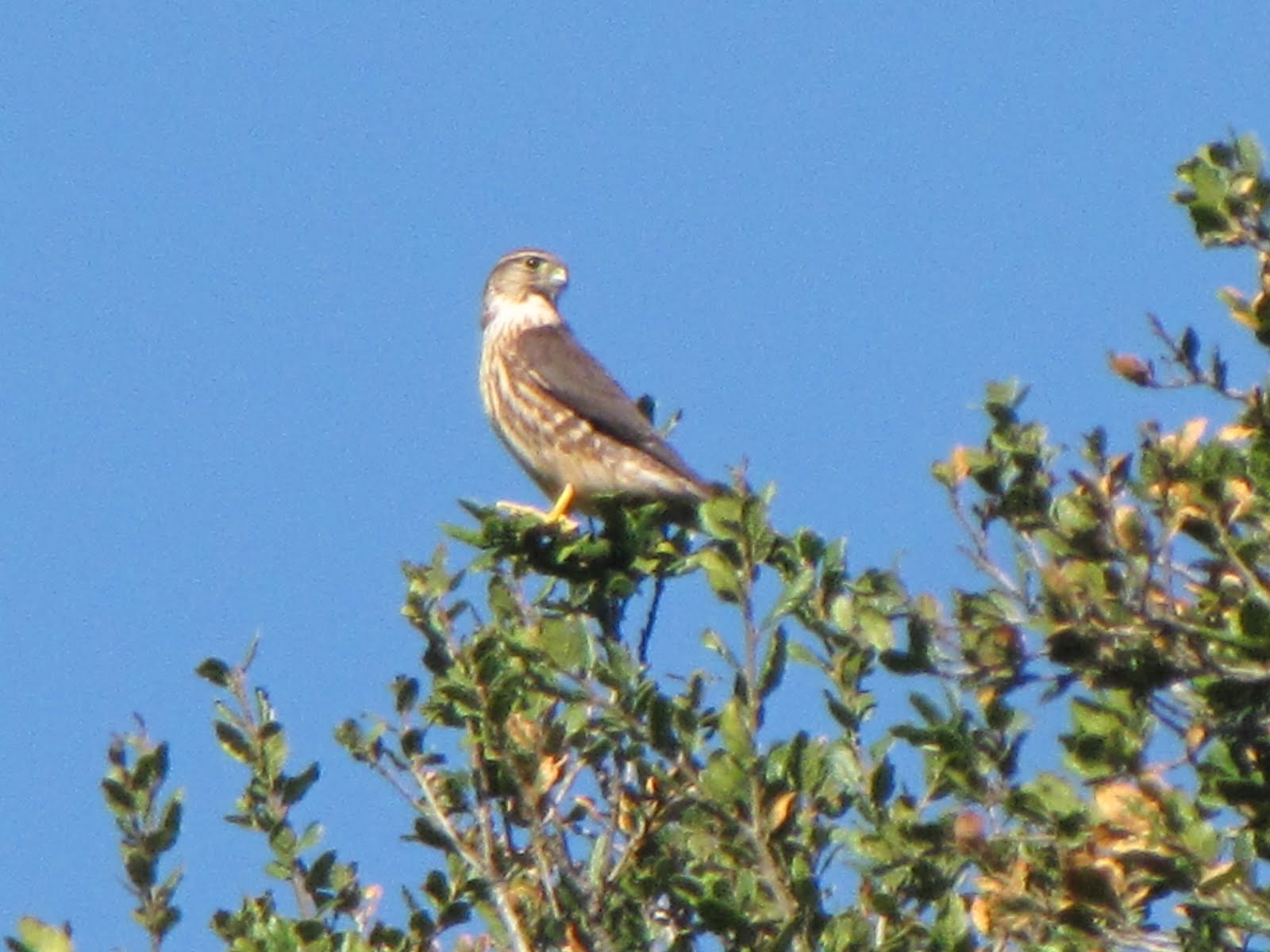 sbretired santa barbara: birds and etc-11-3-10