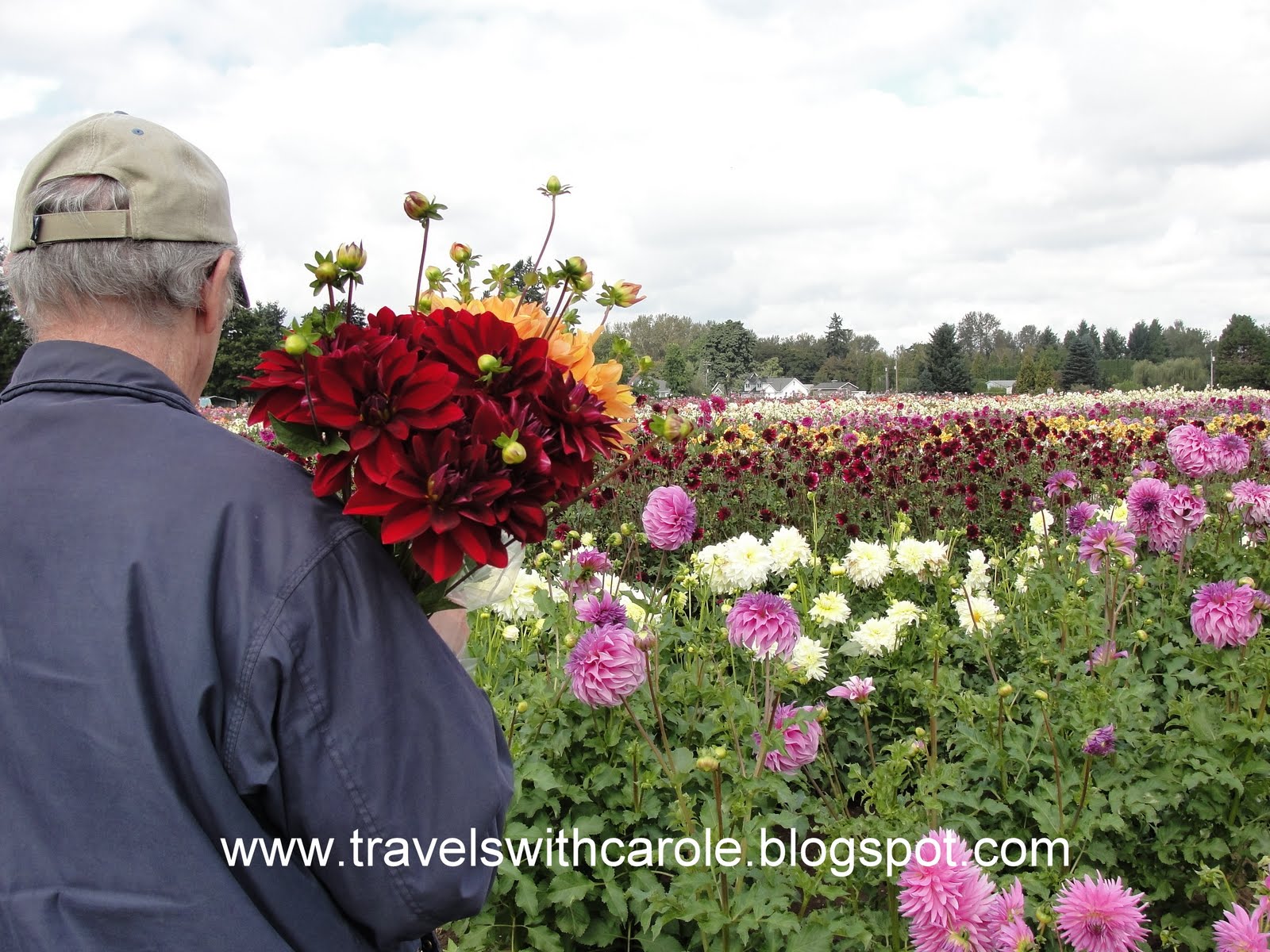 Travels With Carole: Canby, Oregon: Swan Island Dahlias; things to do