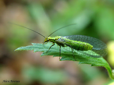 Olhares soltos...: Crisopas!