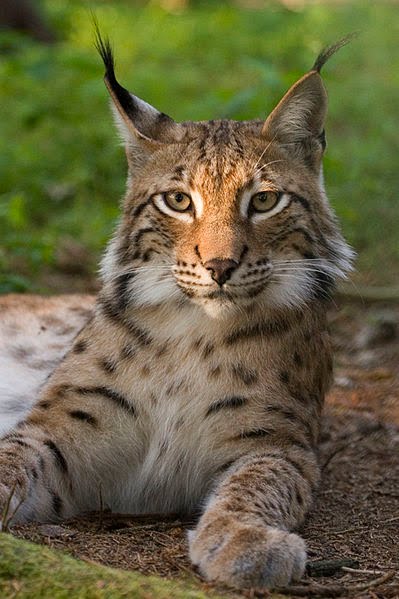 Je voulais vous dire…: Une histoire de lynx
