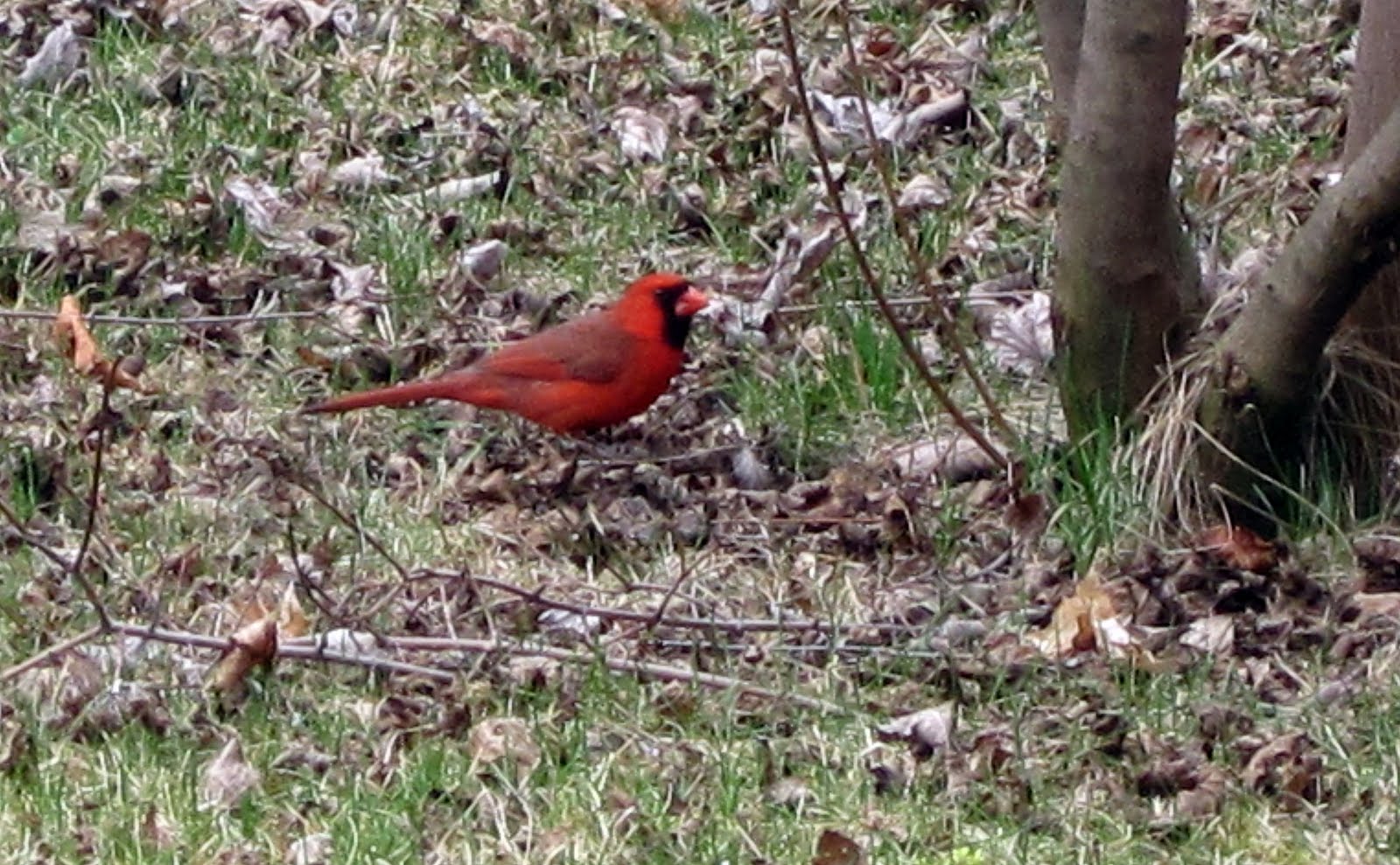 Sense and Simplicity: Cardinals in our Backyard