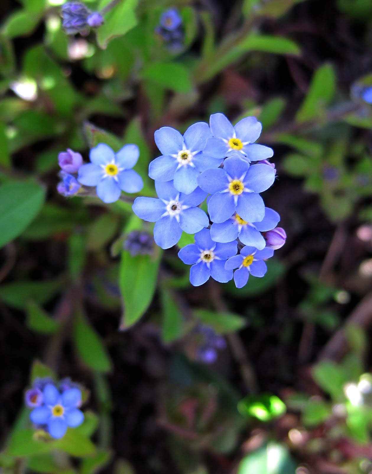 Sense and Simplicity: My Favourite Flower