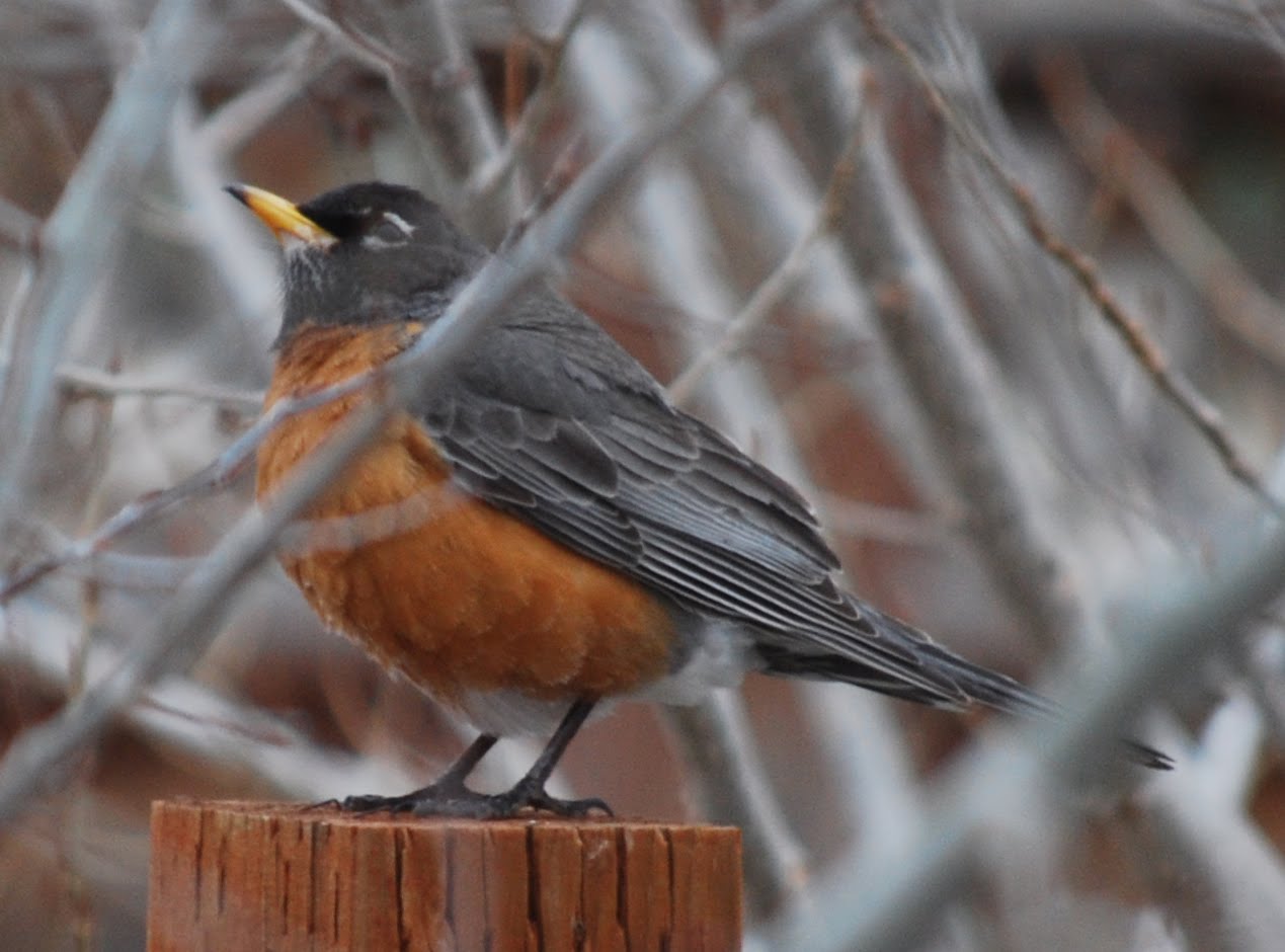 Our Bird Friends: American Robin (male)