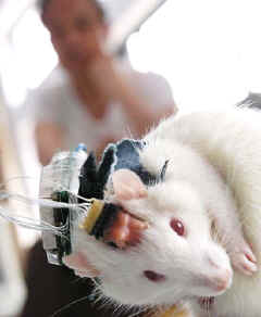 Katherine's Blog: Vivisection