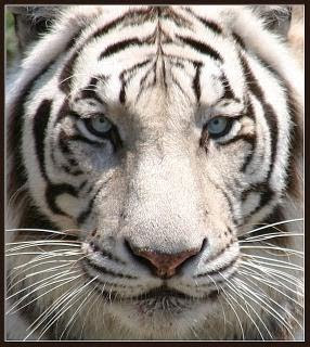 TittaFroskens tankesprang: Aravind Adiga: Hvit tiger