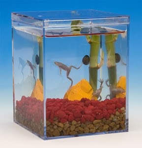 Reviews Before You Choose: African Dwarf Frogs Mini-EcoAquarium