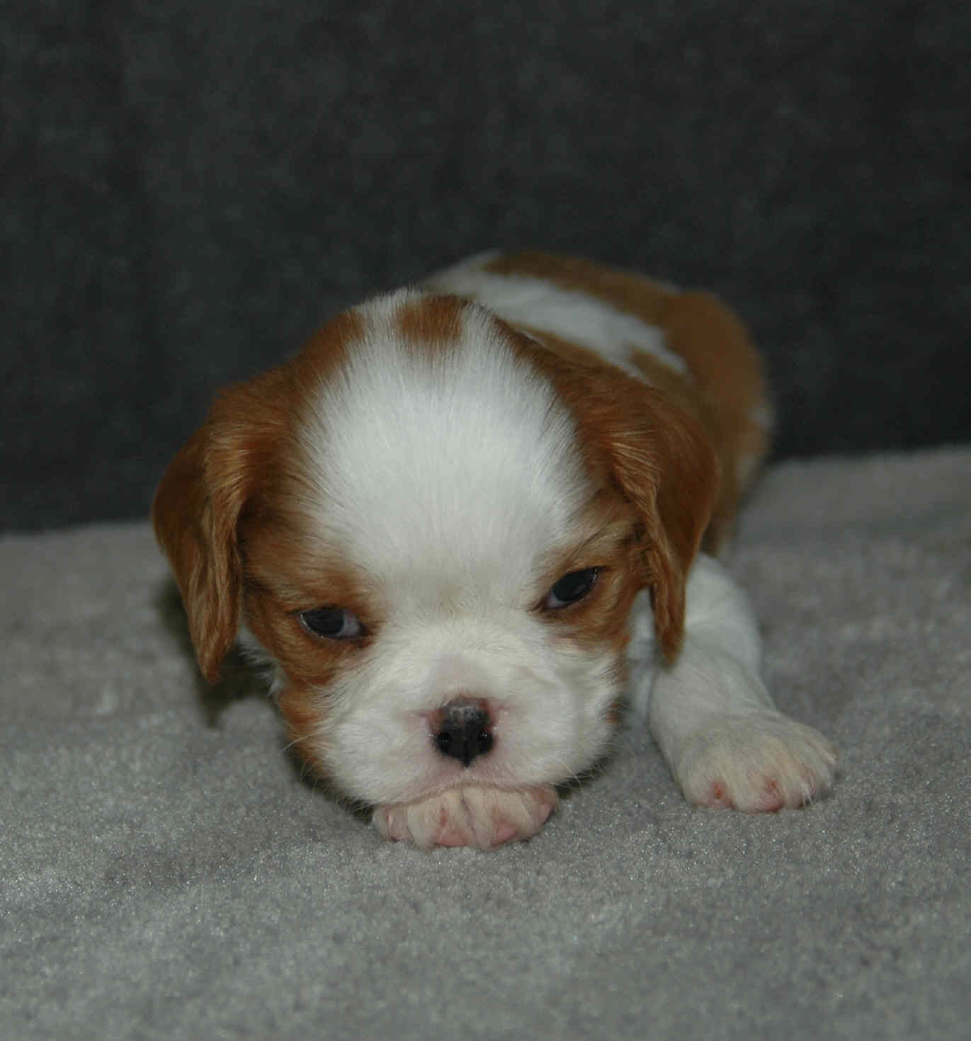 It's a Dog's Life!: Cavalier King Charles Spaniel