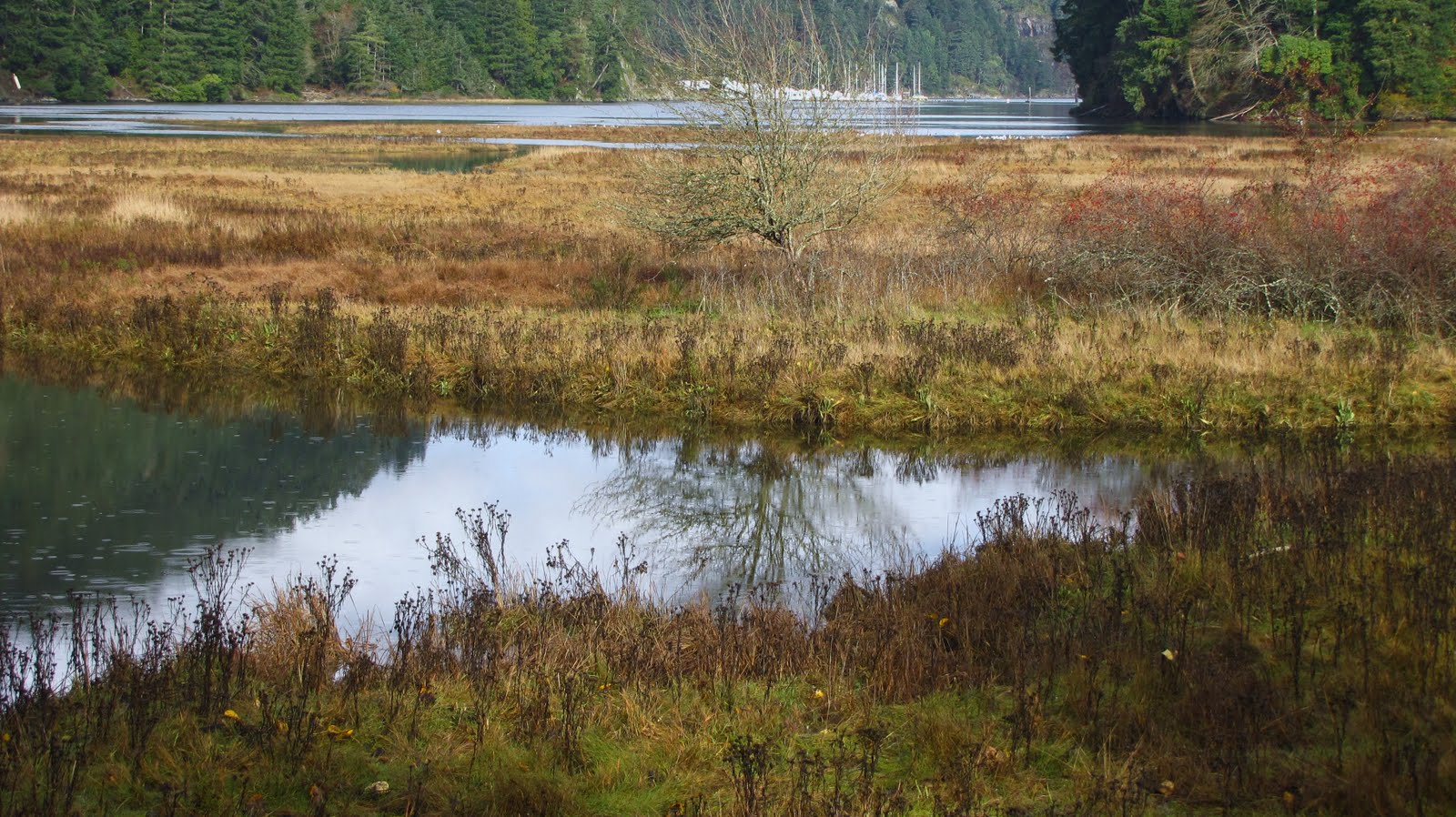 Nature As Is: Goldstream Park Part 2 ~ The Sands Of Time