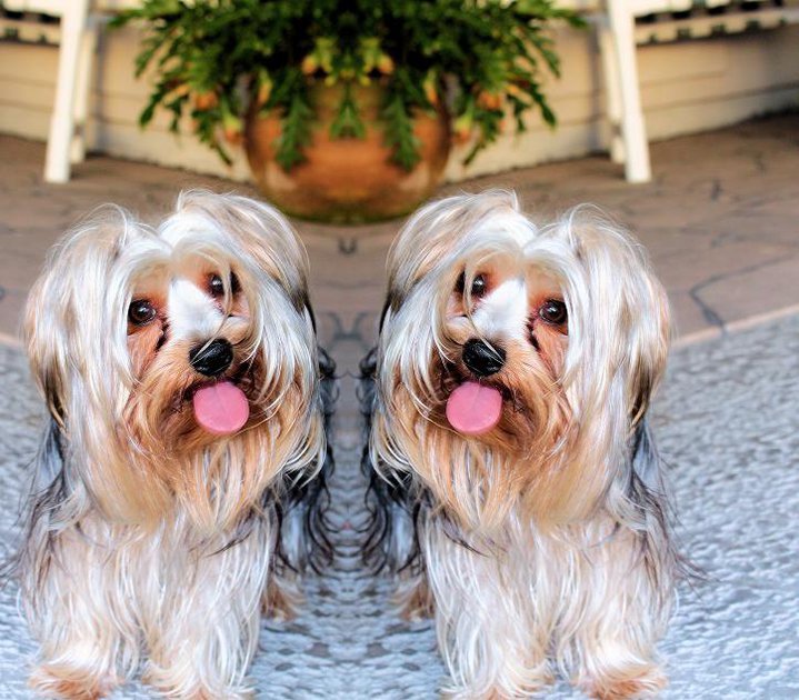 PICTURE PERFECT PETS