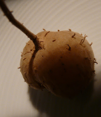 Cuisine Framboise: Topi Tambo