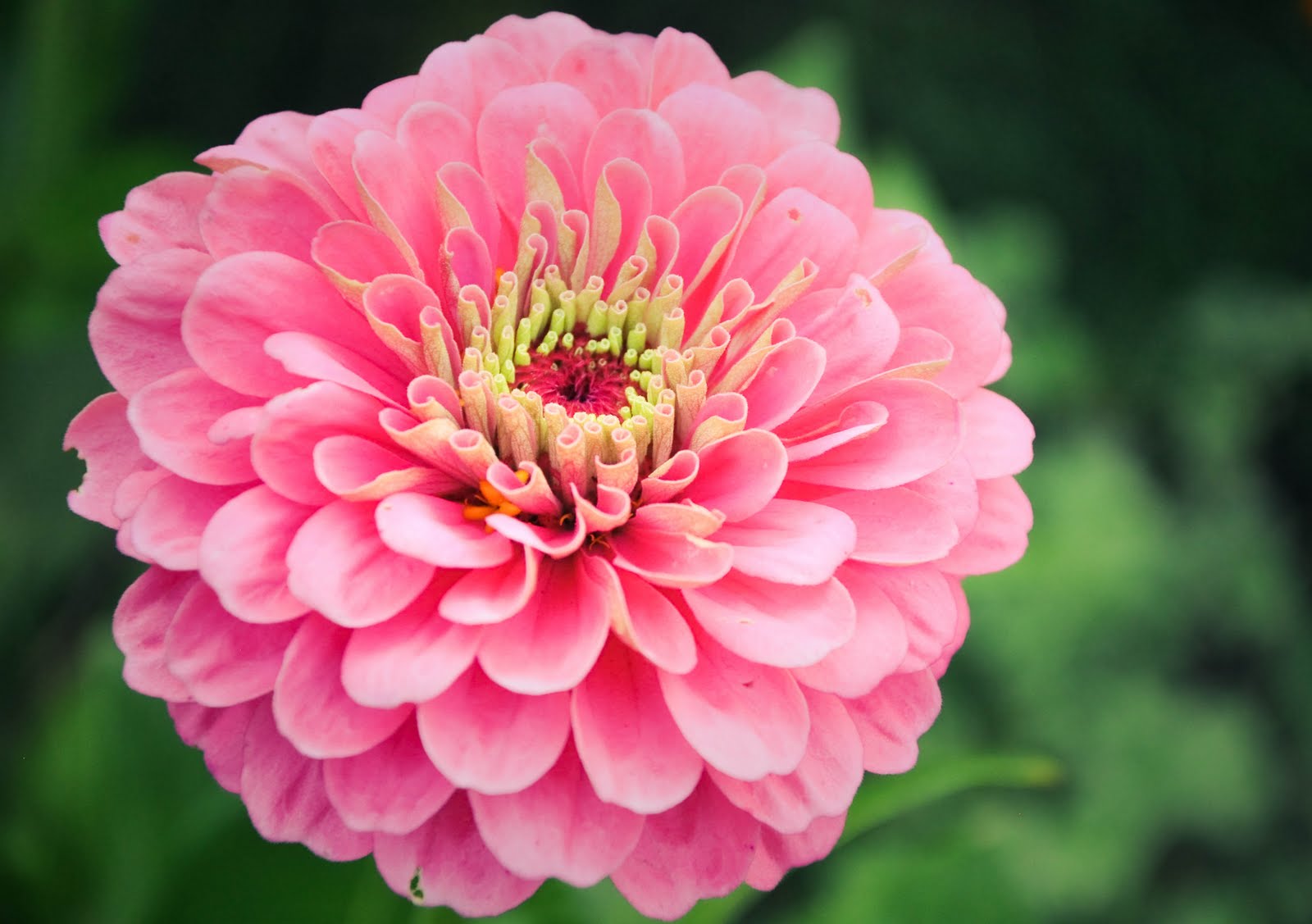 Ren Michele Photography: Flowers!!!