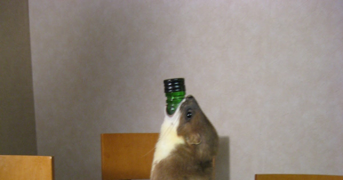 Ales From The Crypt: BrewDog - The End Of History