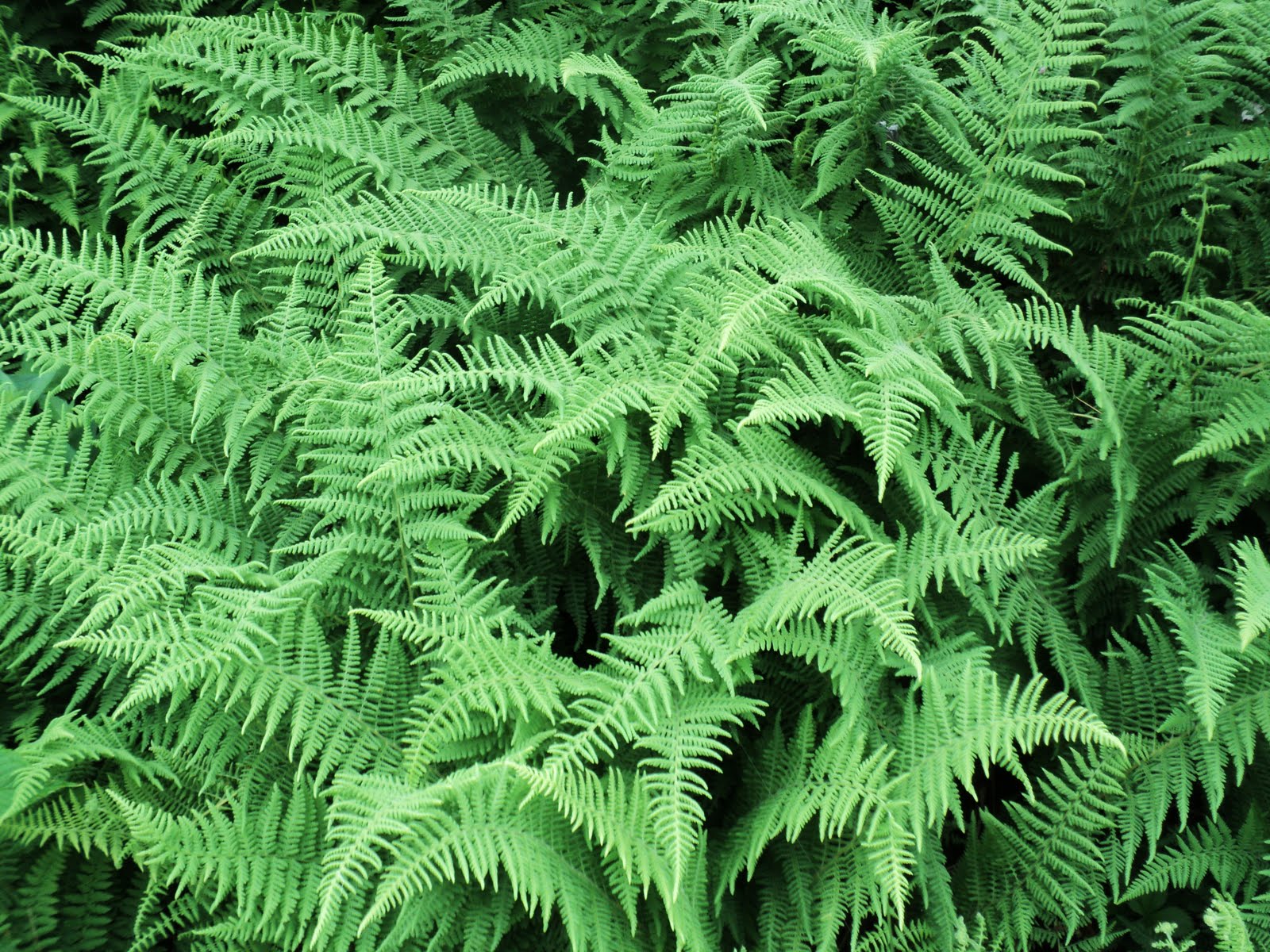 Passage to Sackville.: July 2010