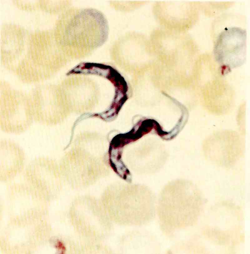 A Ciência da Natureza: CAP. VIII