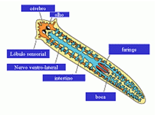 A Ciência da Natureza