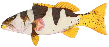 FISHING THE WHITSUNDAYS: CORAL TROUT FISHING AROUND THE WHITSUNDAY'S