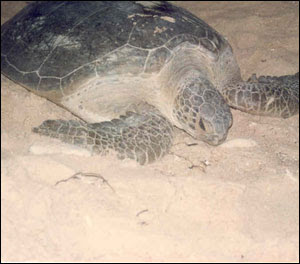 :::SaVe BioDiVeRsiTy, sAvE tHe wOrLD:::: ...PENYU oh PENYU....