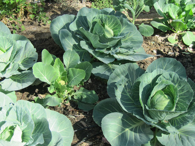 The Garden and Grill: Gagoots!! (Zucchini in Italian)