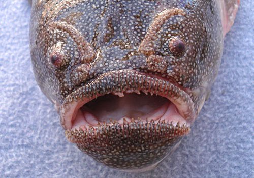 Love Nature Love Life: The Coffinfish