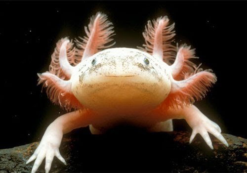 Love Nature Love Life: The Axolotl