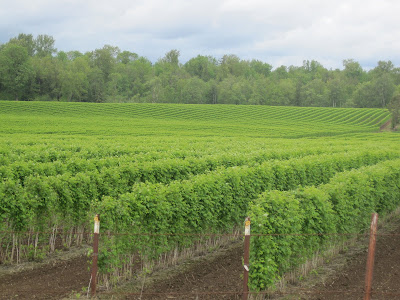 Scene Through My Eyes: Raspberries - Raspberries - and some rhubarb