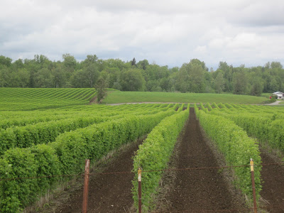 Scene Through My Eyes: Raspberries - Raspberries - and some rhubarb