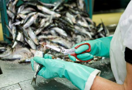 CUCA - Premium canned fish & seafood: SARDINES