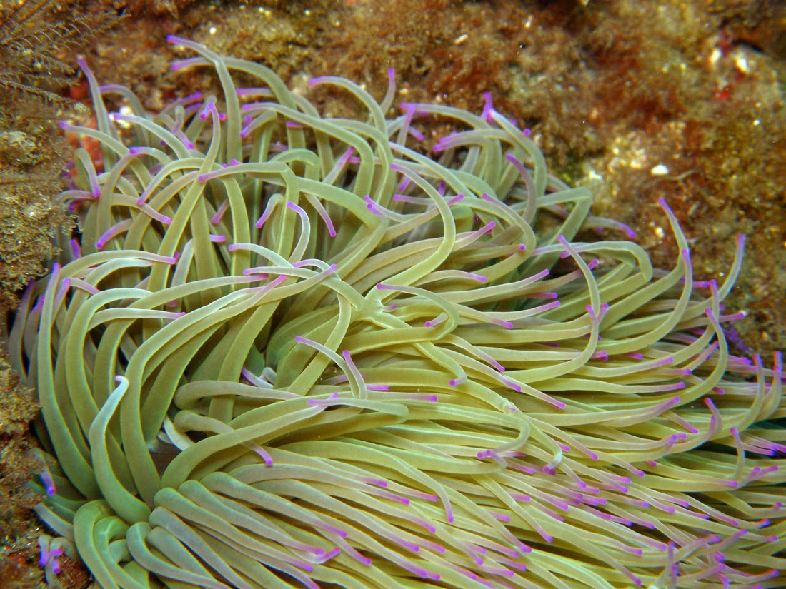 P. Alcázar Costa fotos: Anemonia