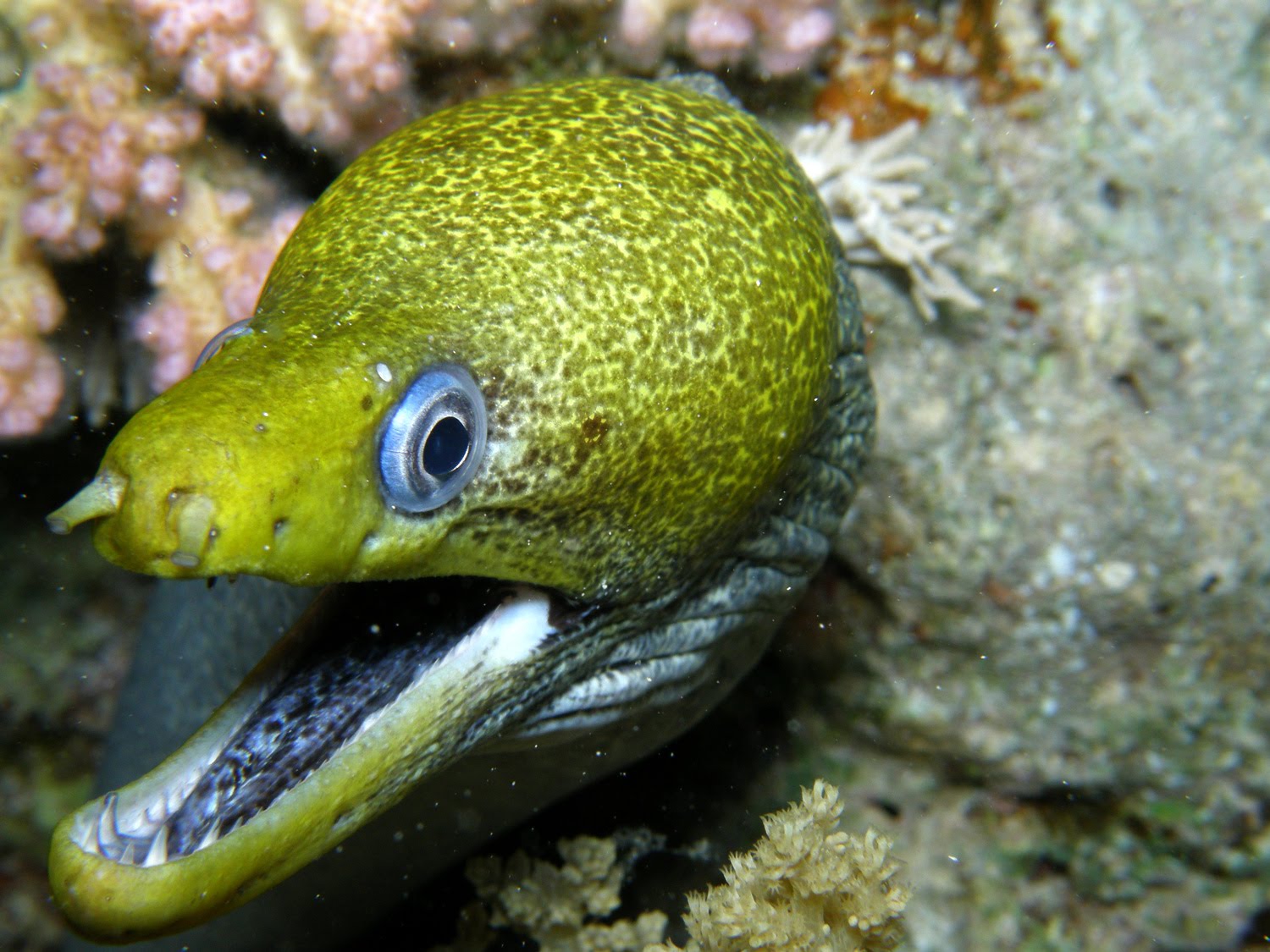 P. Alcázar Costa fotos: Mar Rojo, Morena