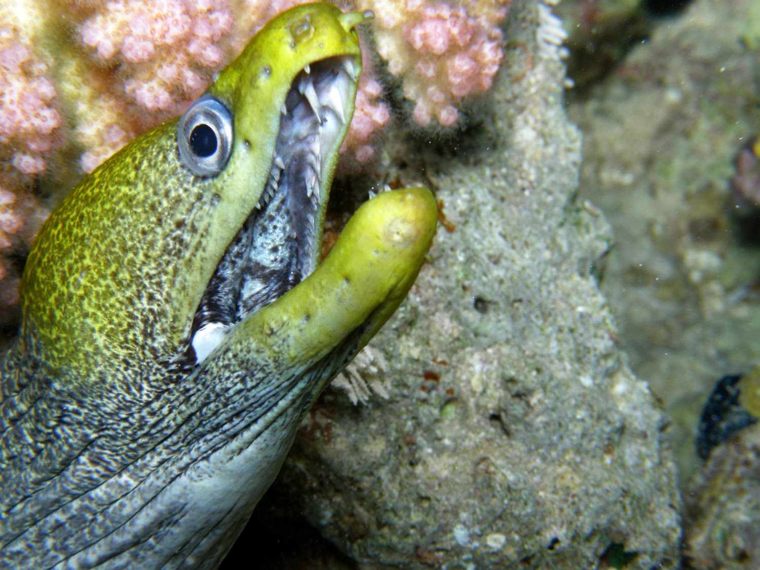 P. Alcázar Costa fotos: Mar Rojo, Morena