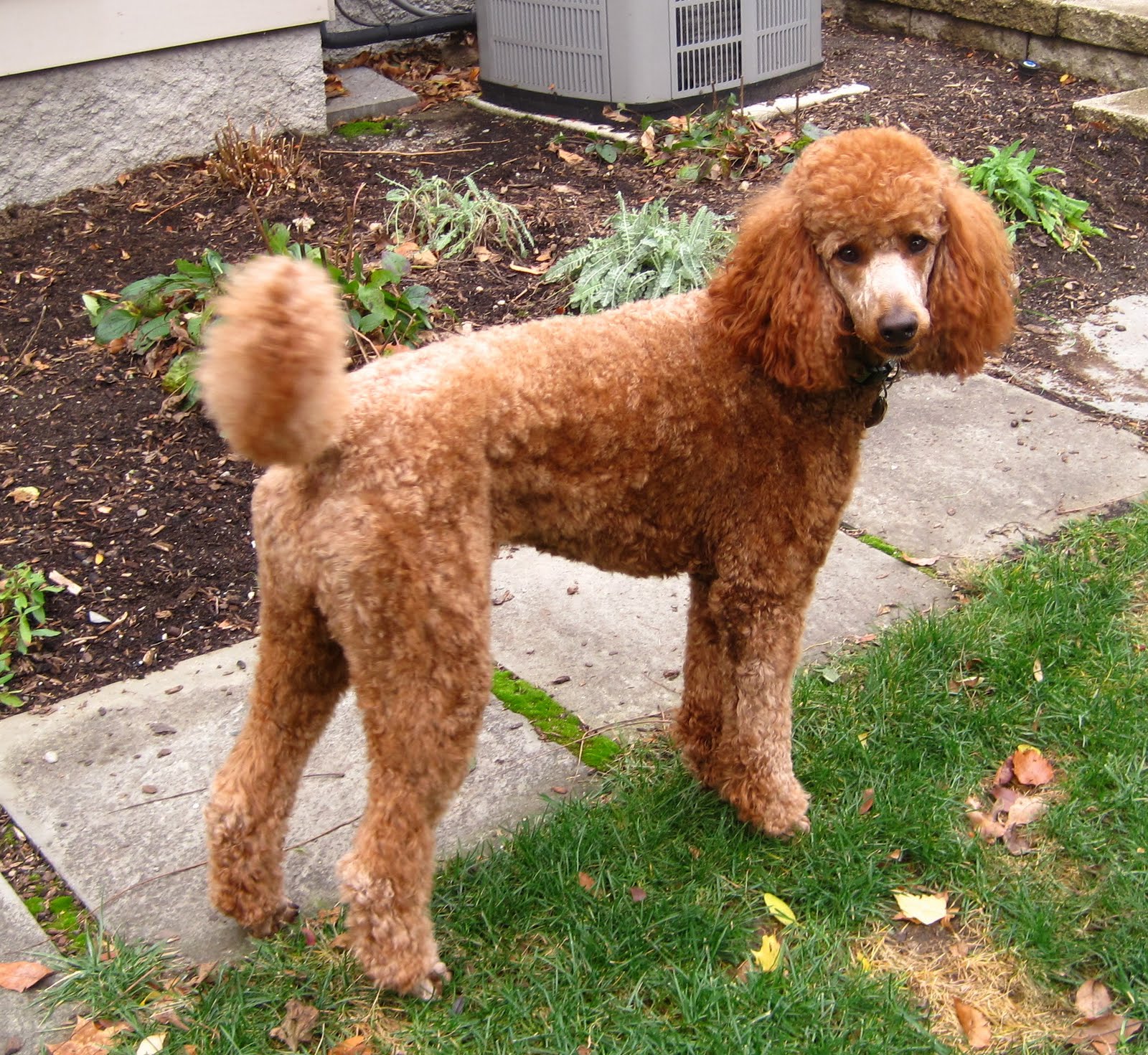 Zen Dog Training Blog: Xena the Couch Surfing Standard Poodle.
